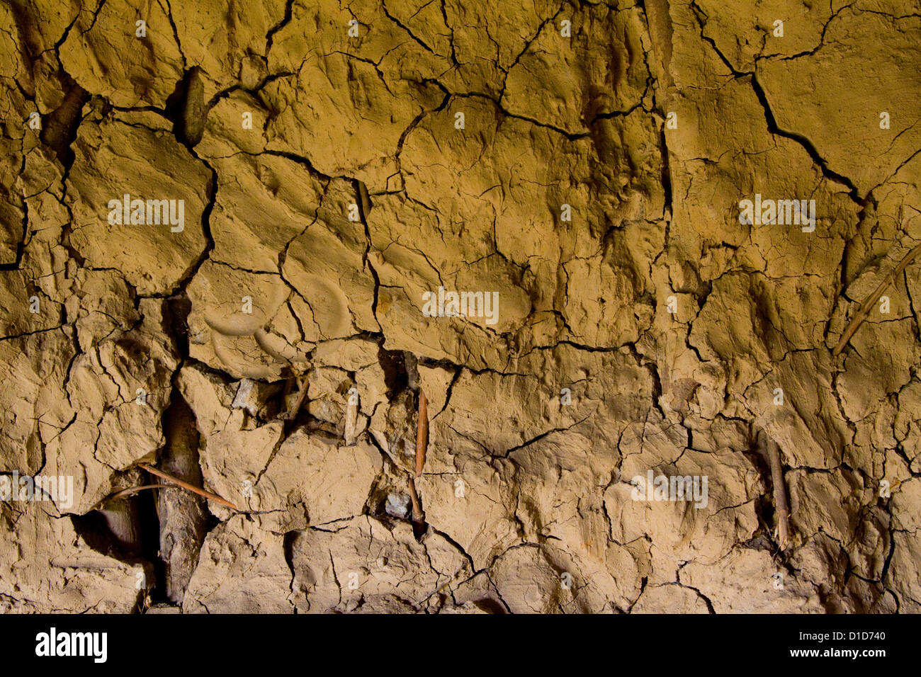 Veins section texture hi-res stock photography and images - Alamy