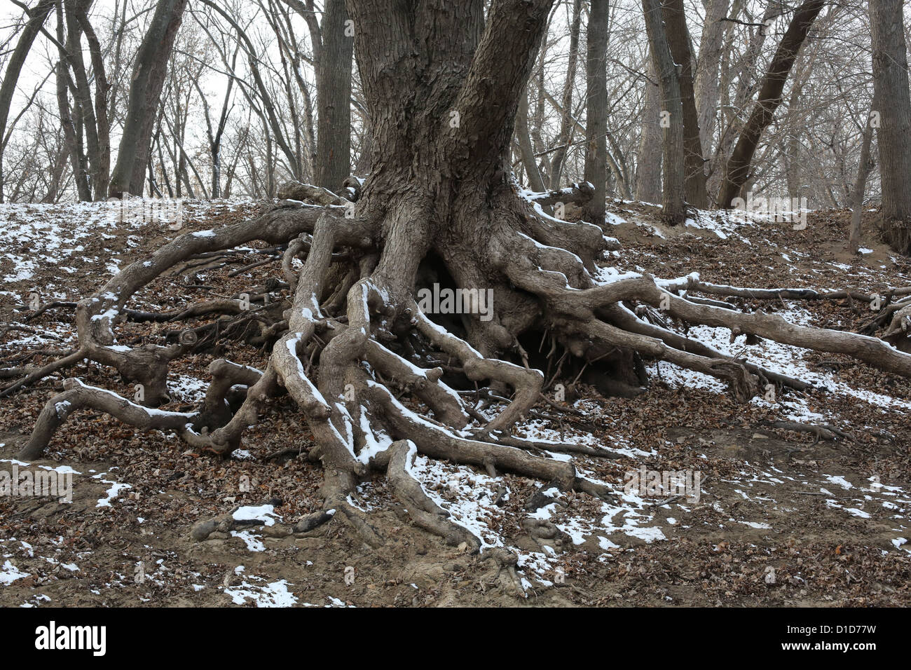 Gnarled Roots Stock Photos & Gnarled Roots Stock Images - Alamy