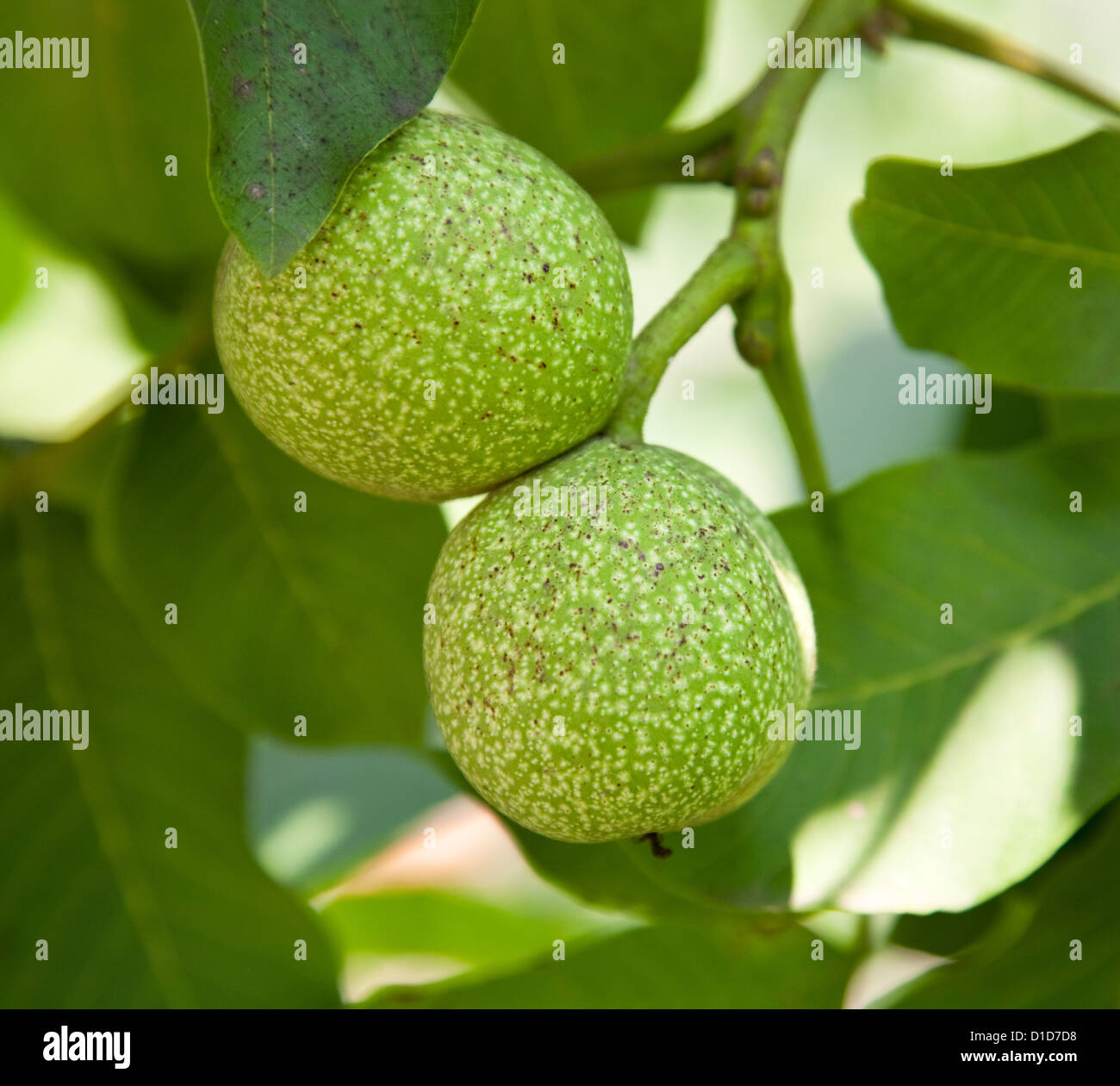 Nut fruit of the walnut tree hi-res stock photography and images - Alamy