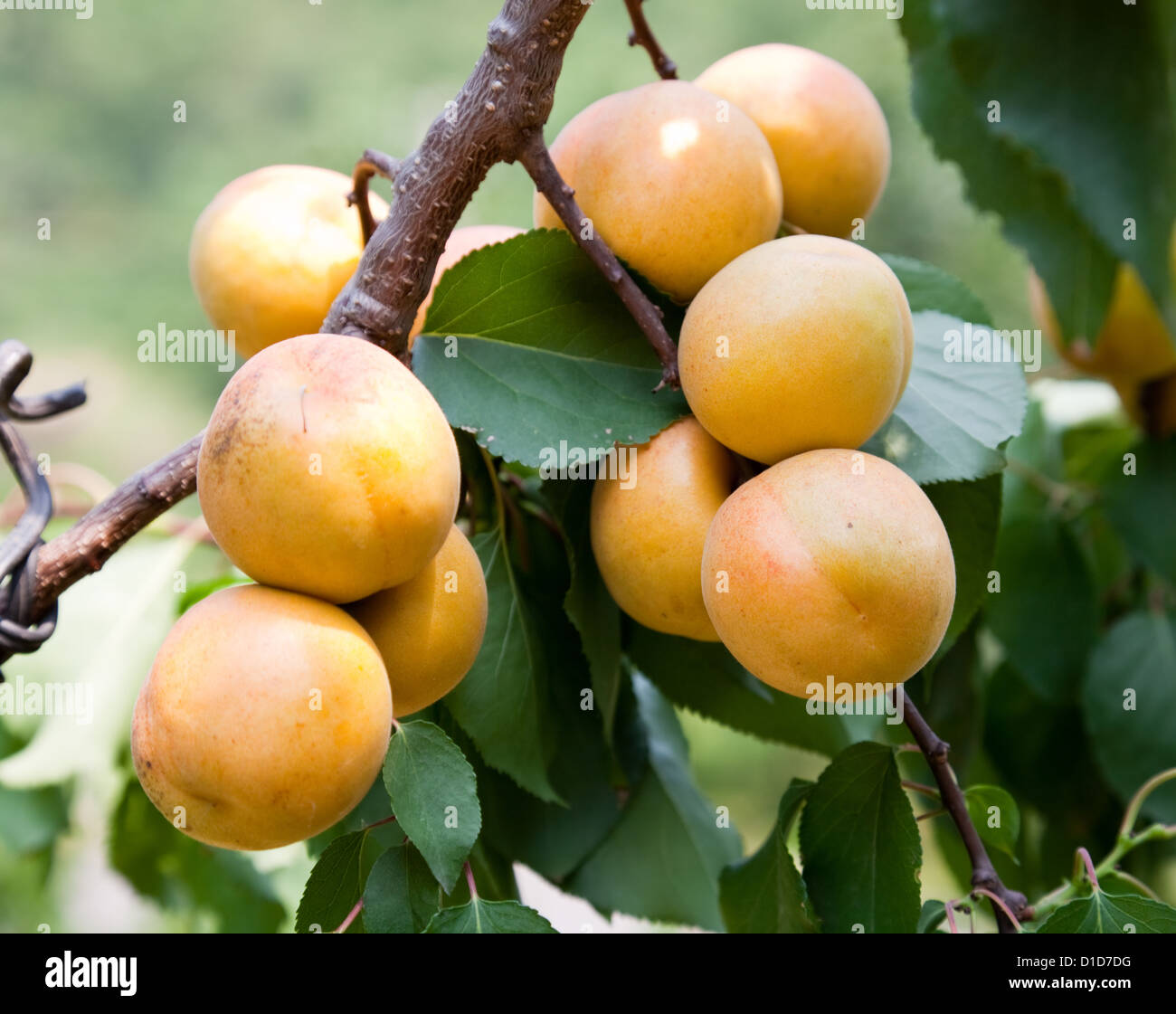 Apricot ripe tree hi-res stock photography and images - Alamy