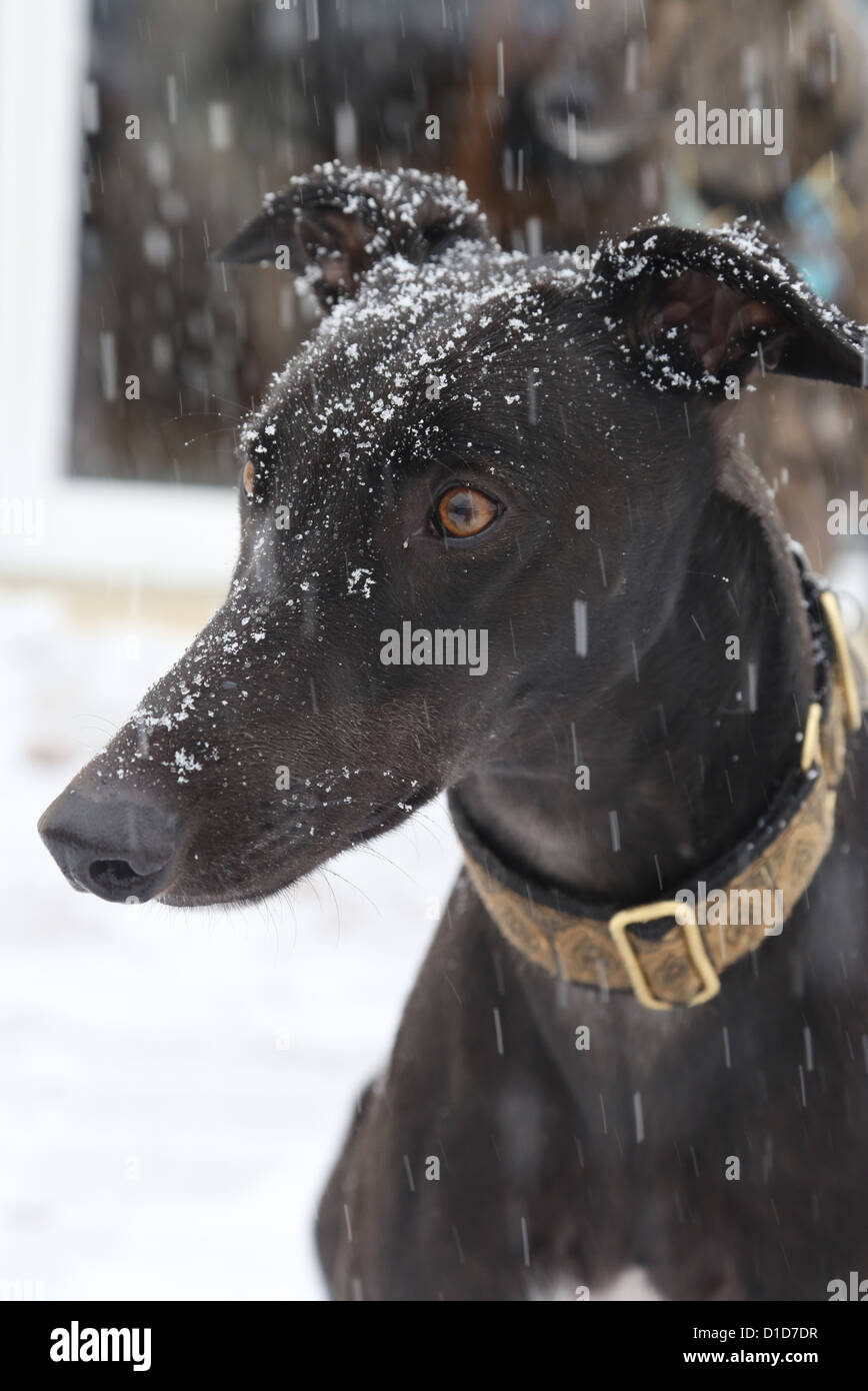 Black greyhound hi-res stock photography and images - Alamy