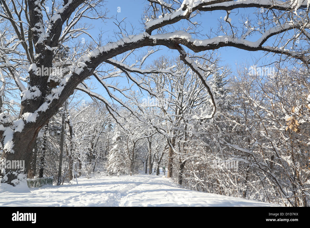 Snow covered trees in a park in Minneapolis Stock Photo - Alamy