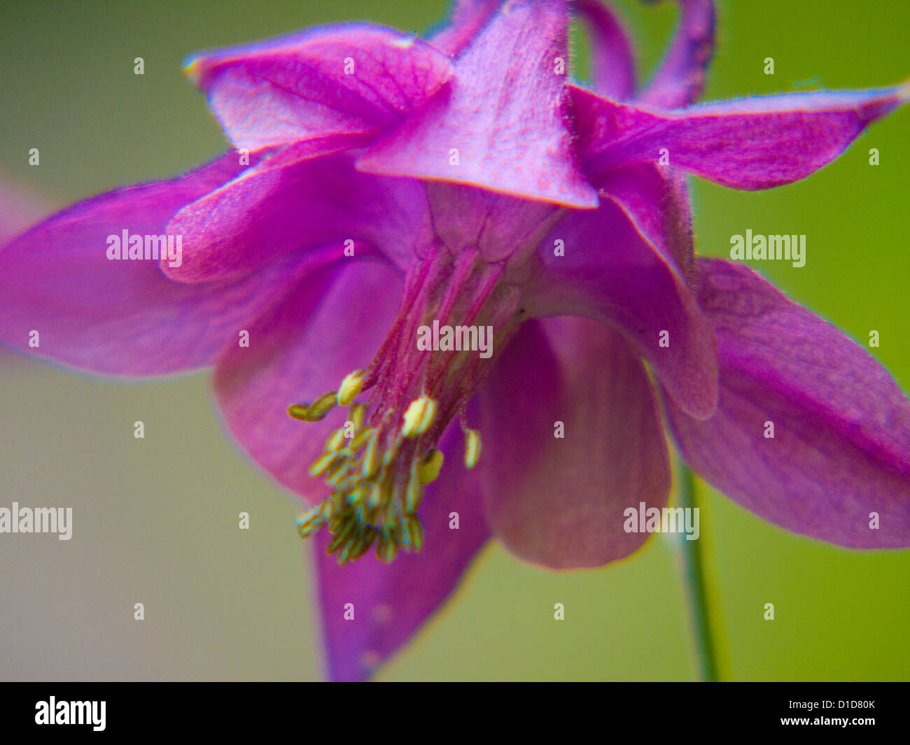 Ancolie hi-res stock photography and images - Alamy