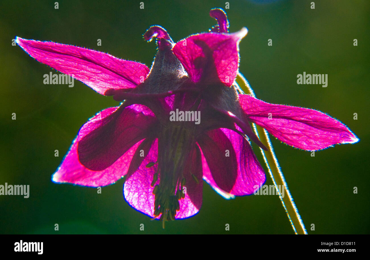 Ancolie flowers hi-res stock photography and images - Alamy
