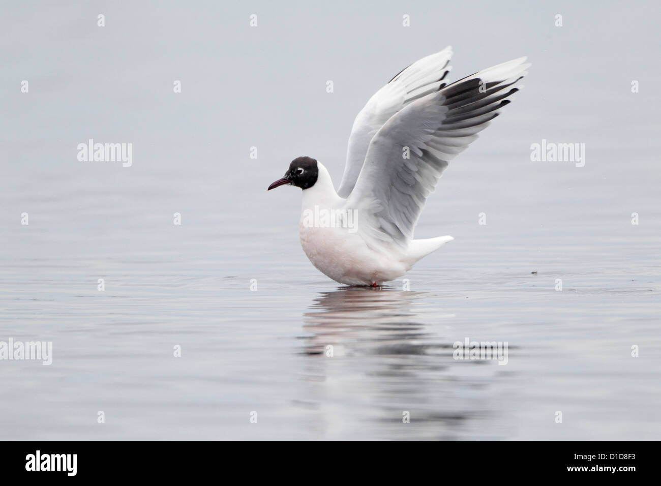 Brown hooded gull flapping its wings Stock Photo - Alamy
