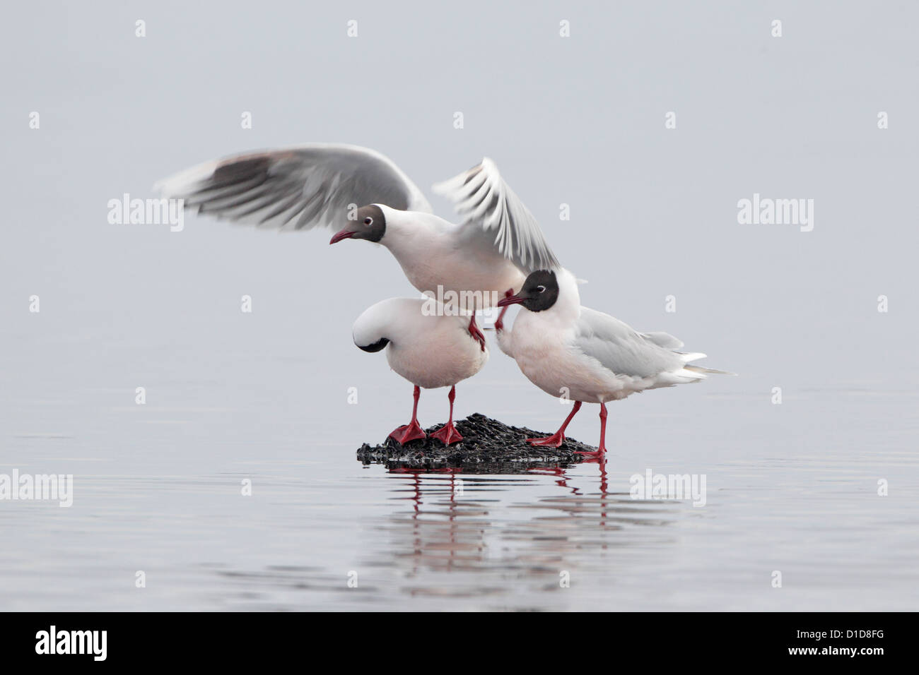 Hooded gulls hi-res stock photography and images - Alamy