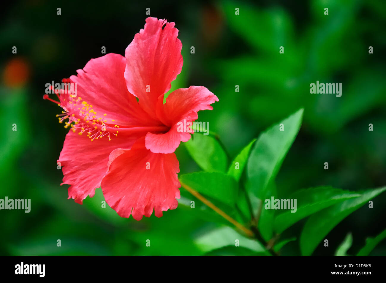 Big red flower with green background Stock Photo - Alamy