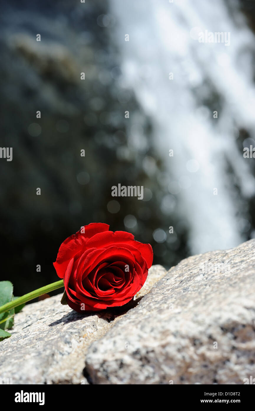 Red Rose in front of a waterfall Stock Photo - Alamy