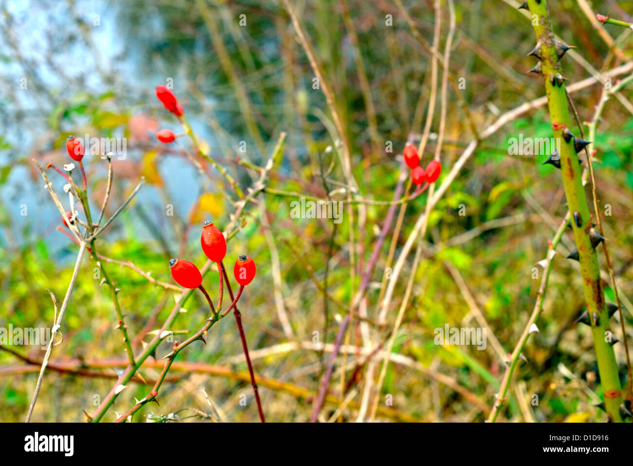 Fruits of rose hips (rosa canina Stock Photo - Alamy