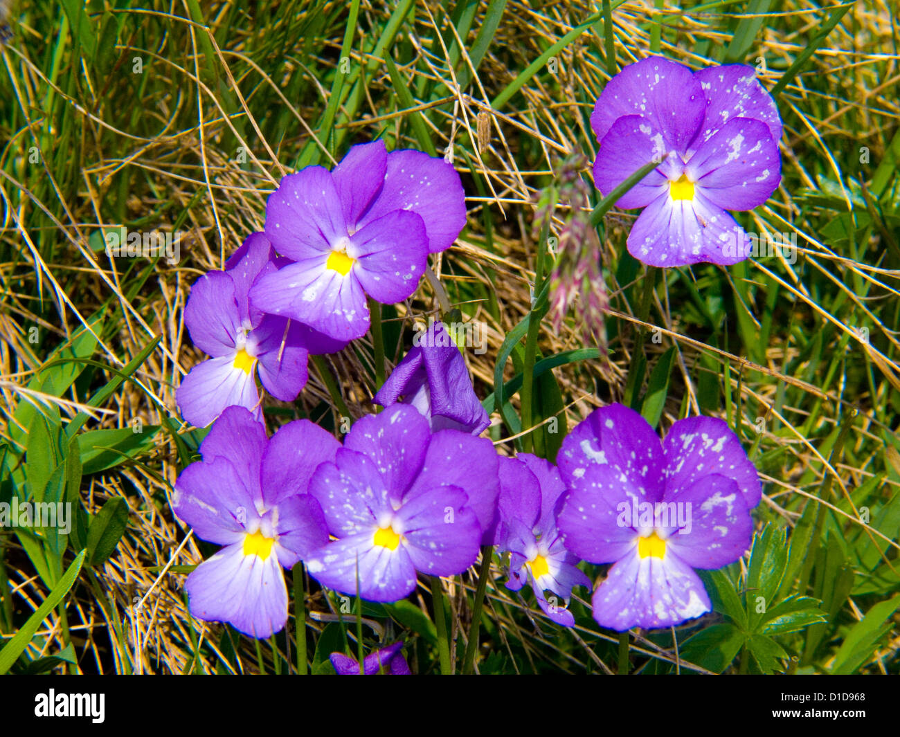 Pensee flower hi-res stock photography and images - Alamy