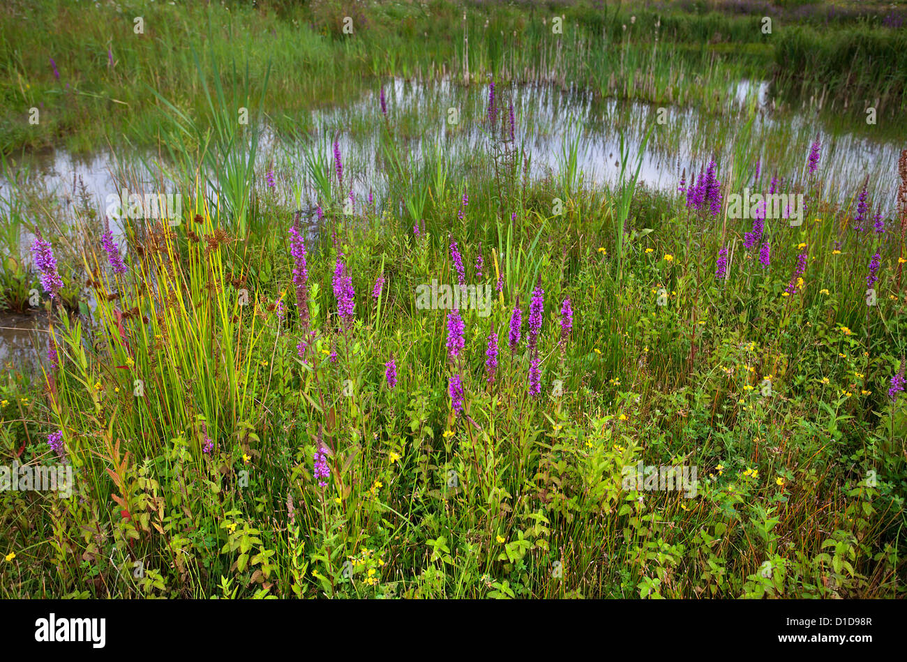 purple wildflowers on swamp in summer Stock Photo - Alamy