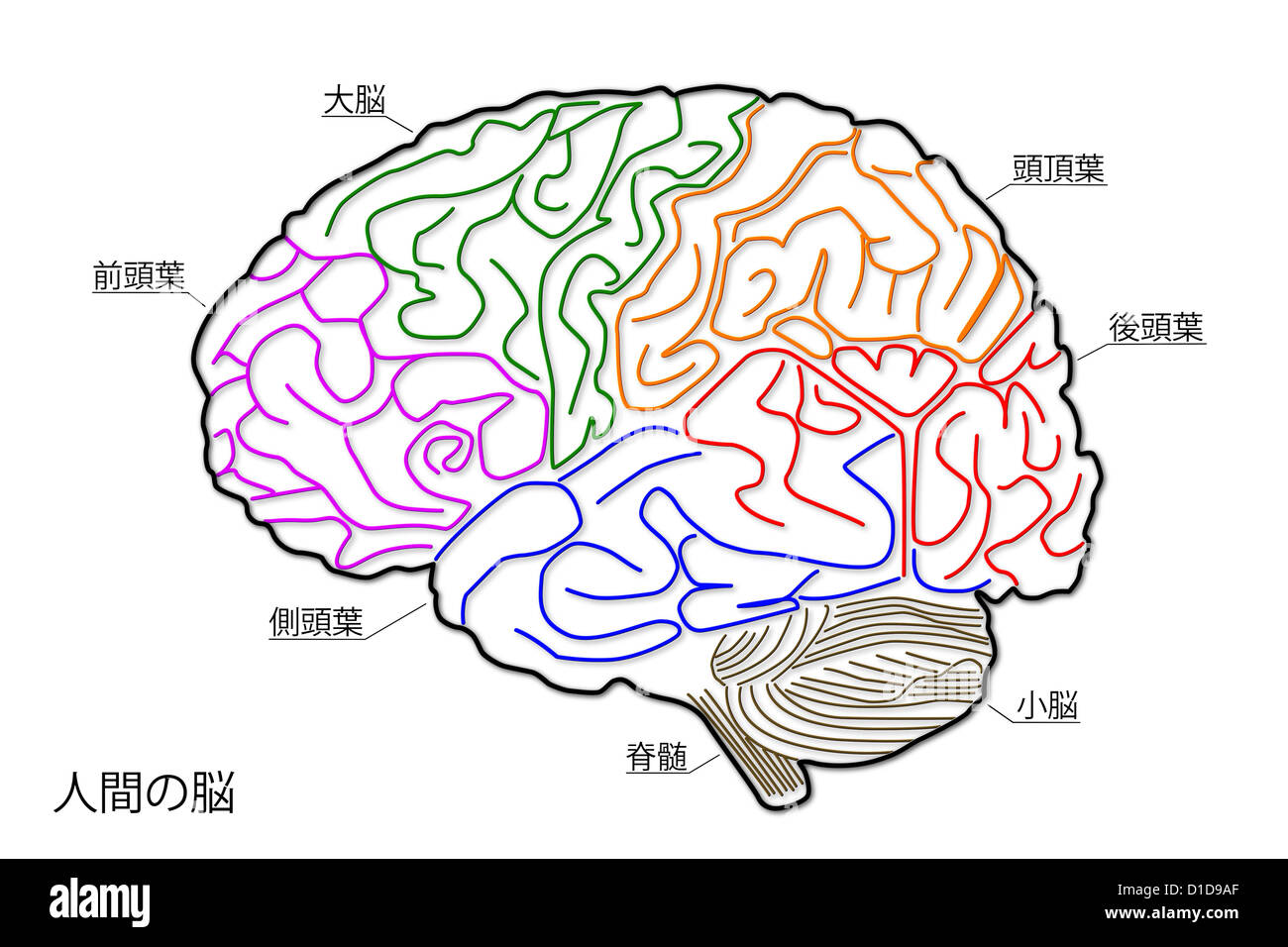 The human brain structure Stock Photo - Alamy
