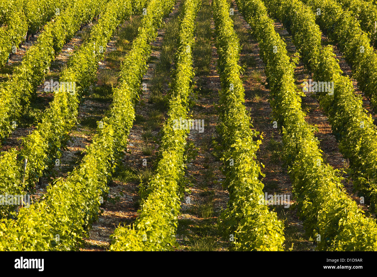 Vineyard sancerre in loire valley hi-res stock photography and images ...