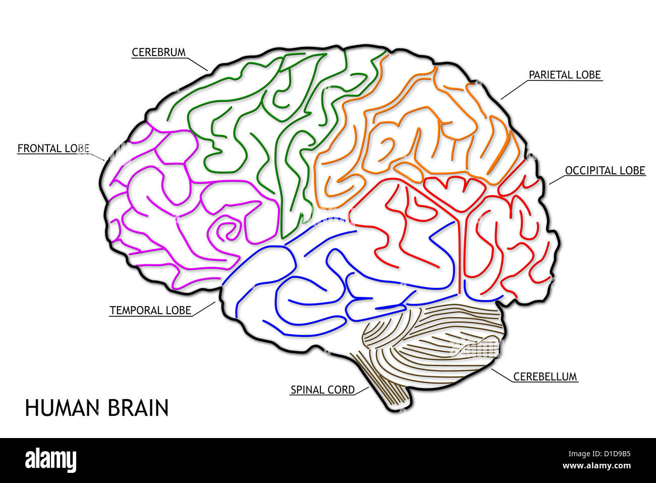 The human brain structure Stock Photo - Alamy