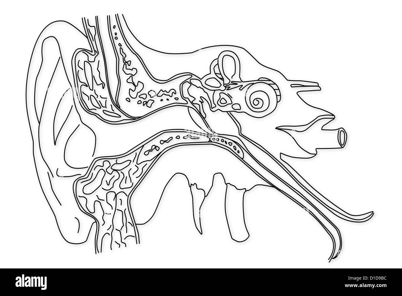 Tympanic membrane Black and White Stock Photos & Images - Alamy