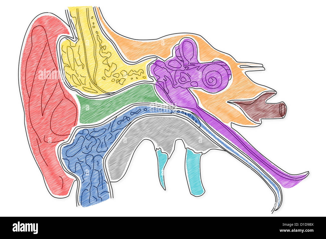 Human Ear structure Stock Photo - Alamy