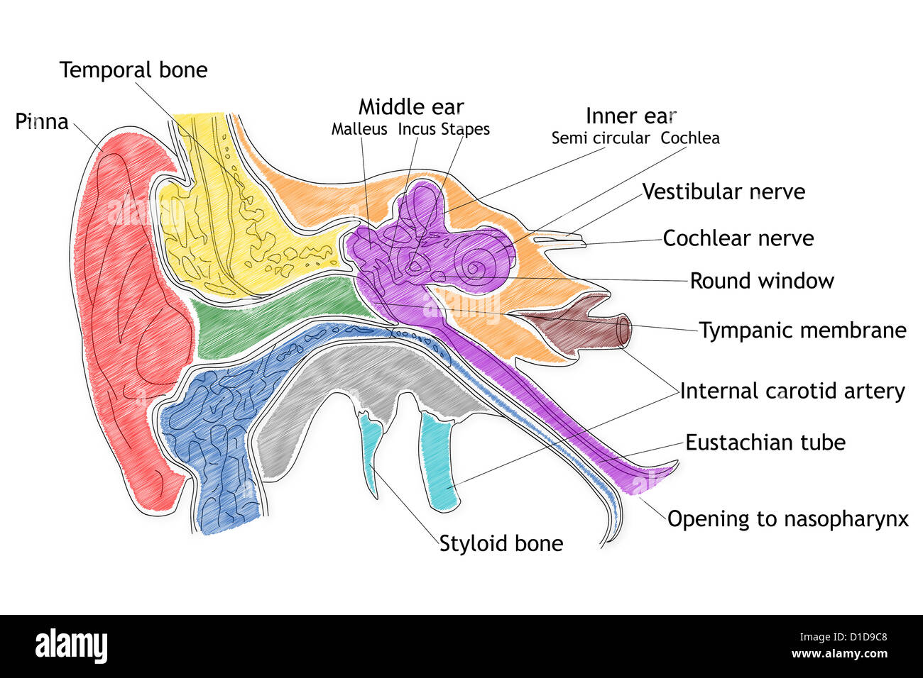 Human Ear structure Stock Photo - Alamy