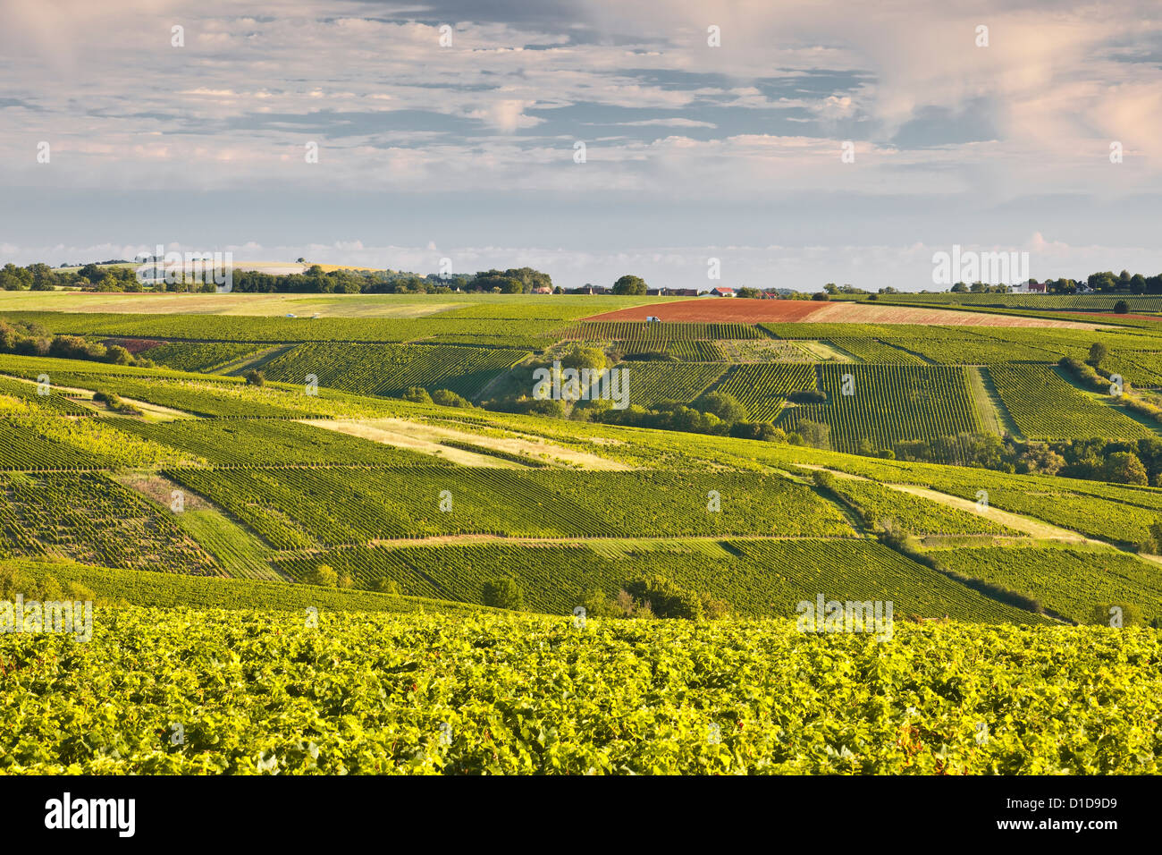 The vineyards of Sancerre in the Loire Valley of France Stock Photo - Alamy