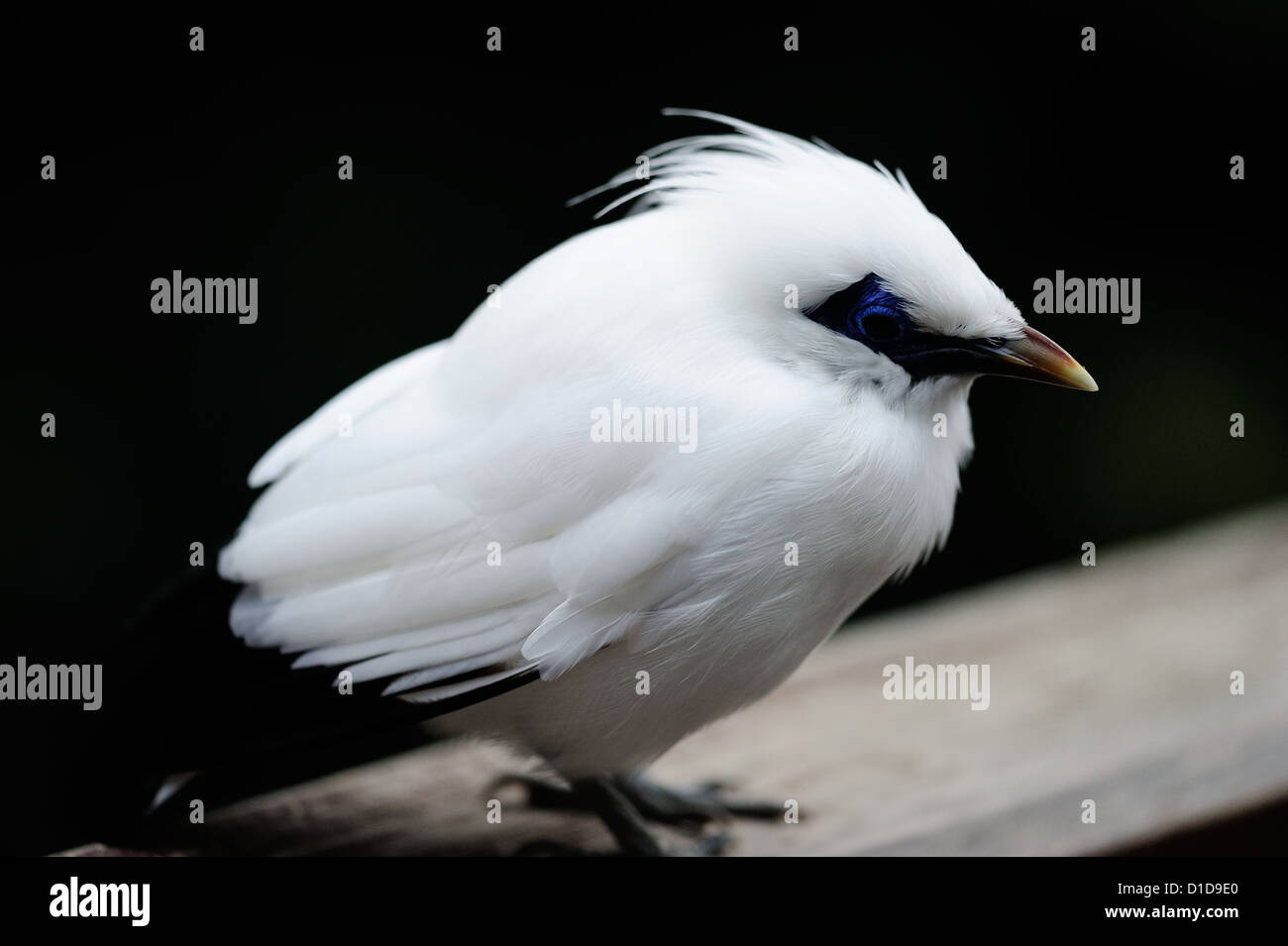 White fat cute Magpie standing Stock Photo - Alamy
