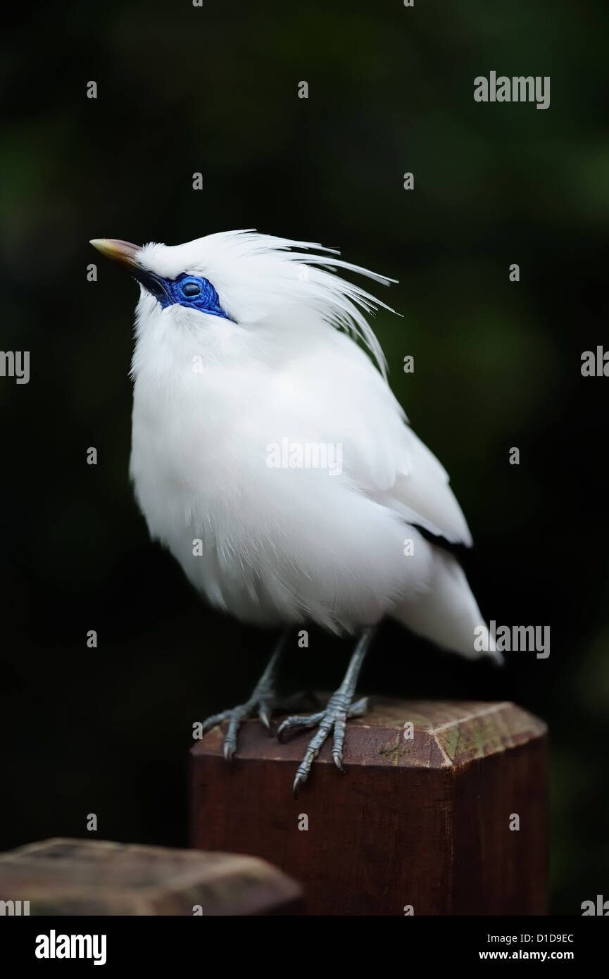 White fat cute Magpie standing Stock Photo - Alamy