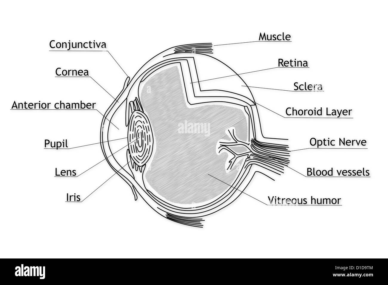 Human Eye structure Stock Photo - Alamy