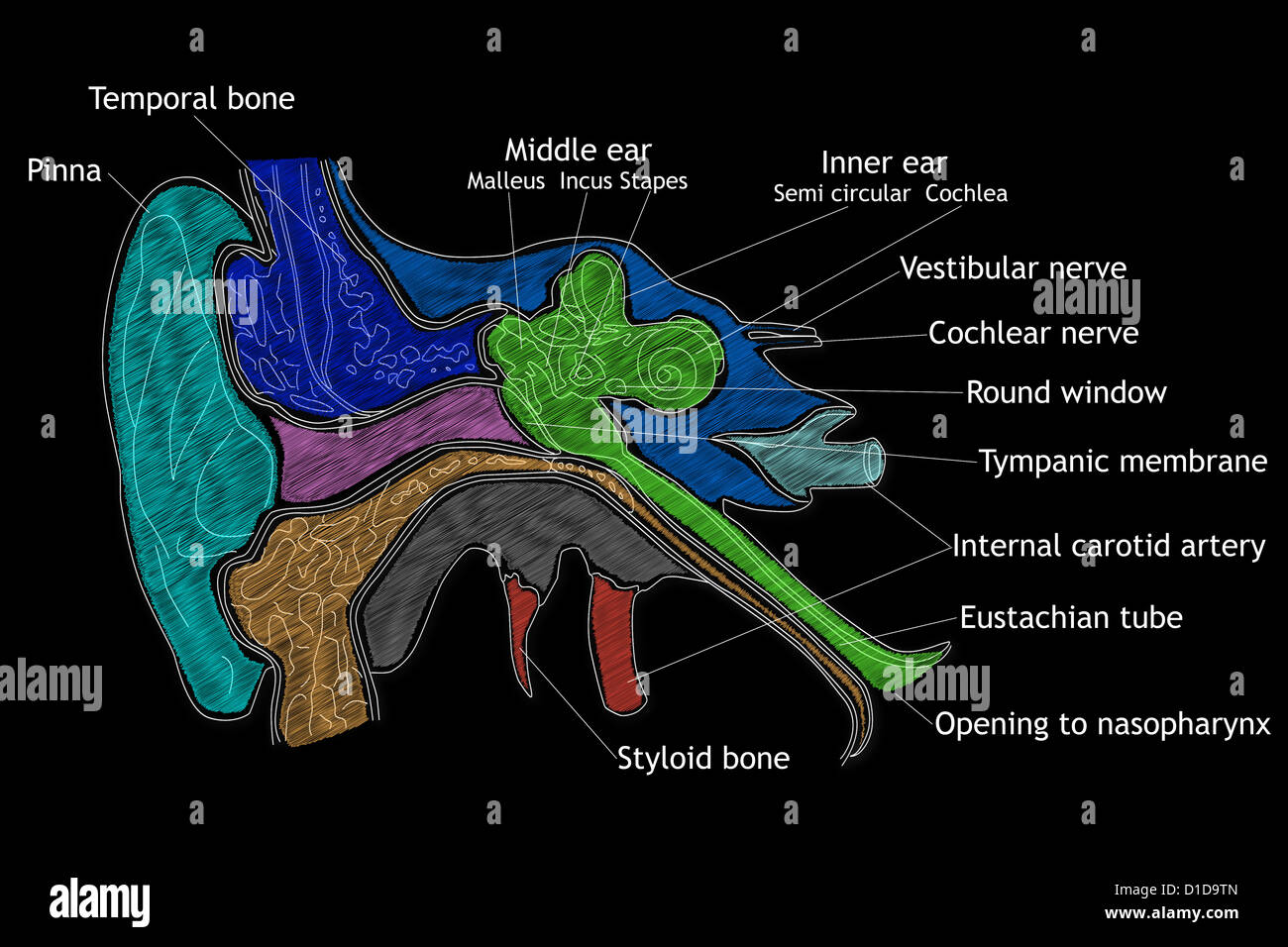 Human Ear structure Stock Photo - Alamy