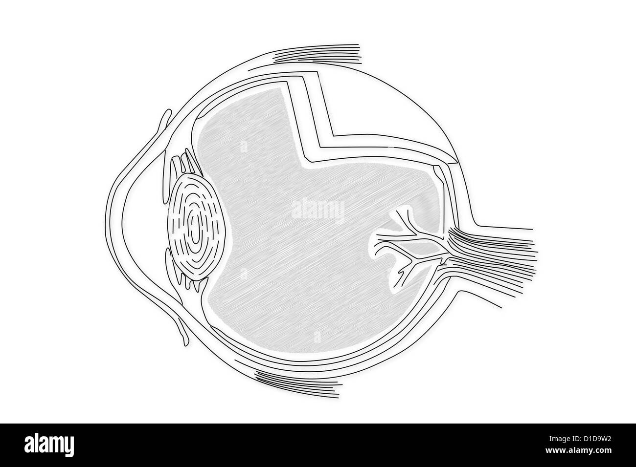 Human Eye structure Stock Photo - Alamy