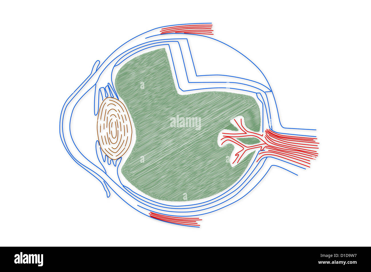 Human Eye structure Stock Photo - Alamy