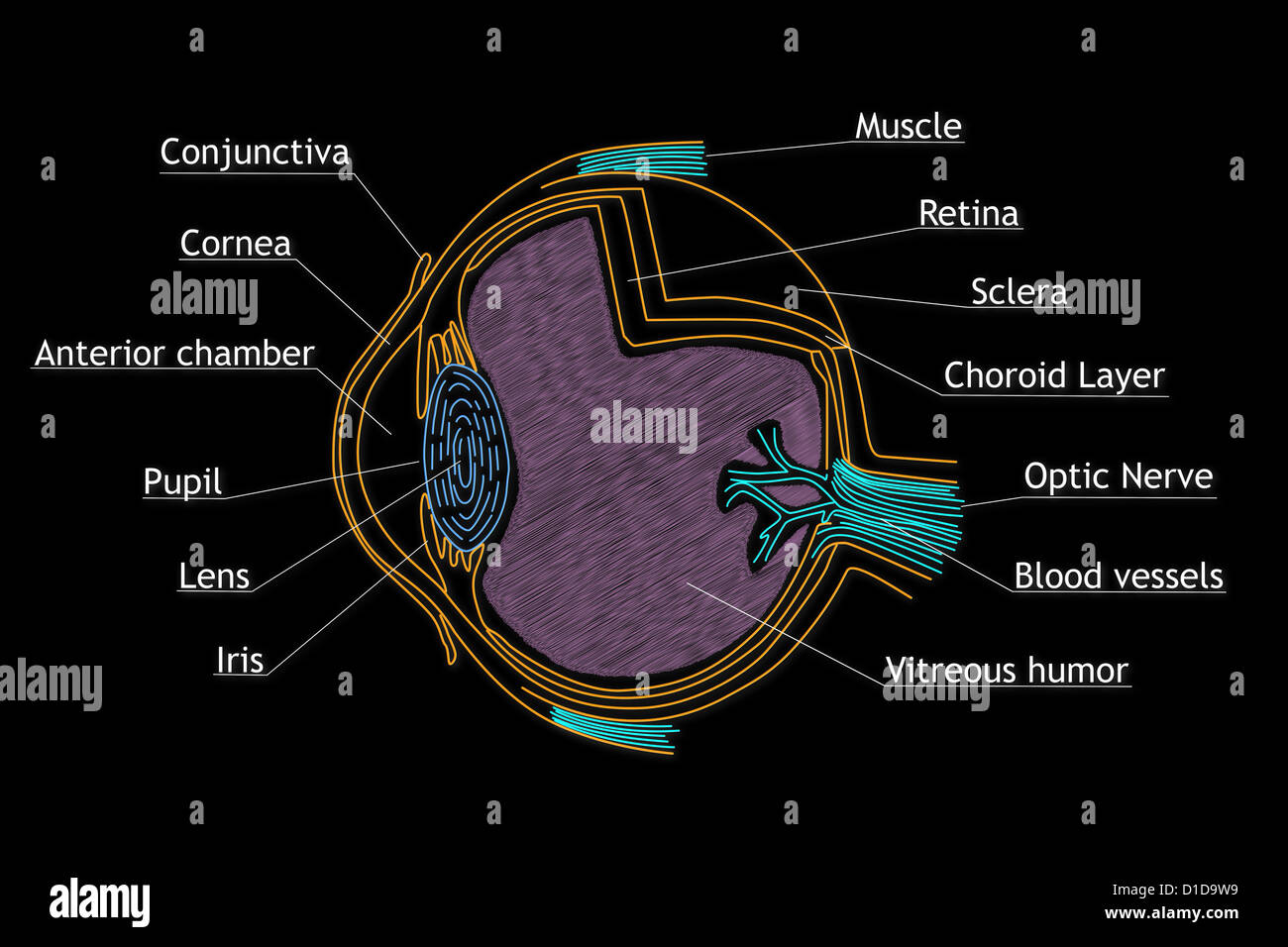 Human Eye structure Stock Photo - Alamy