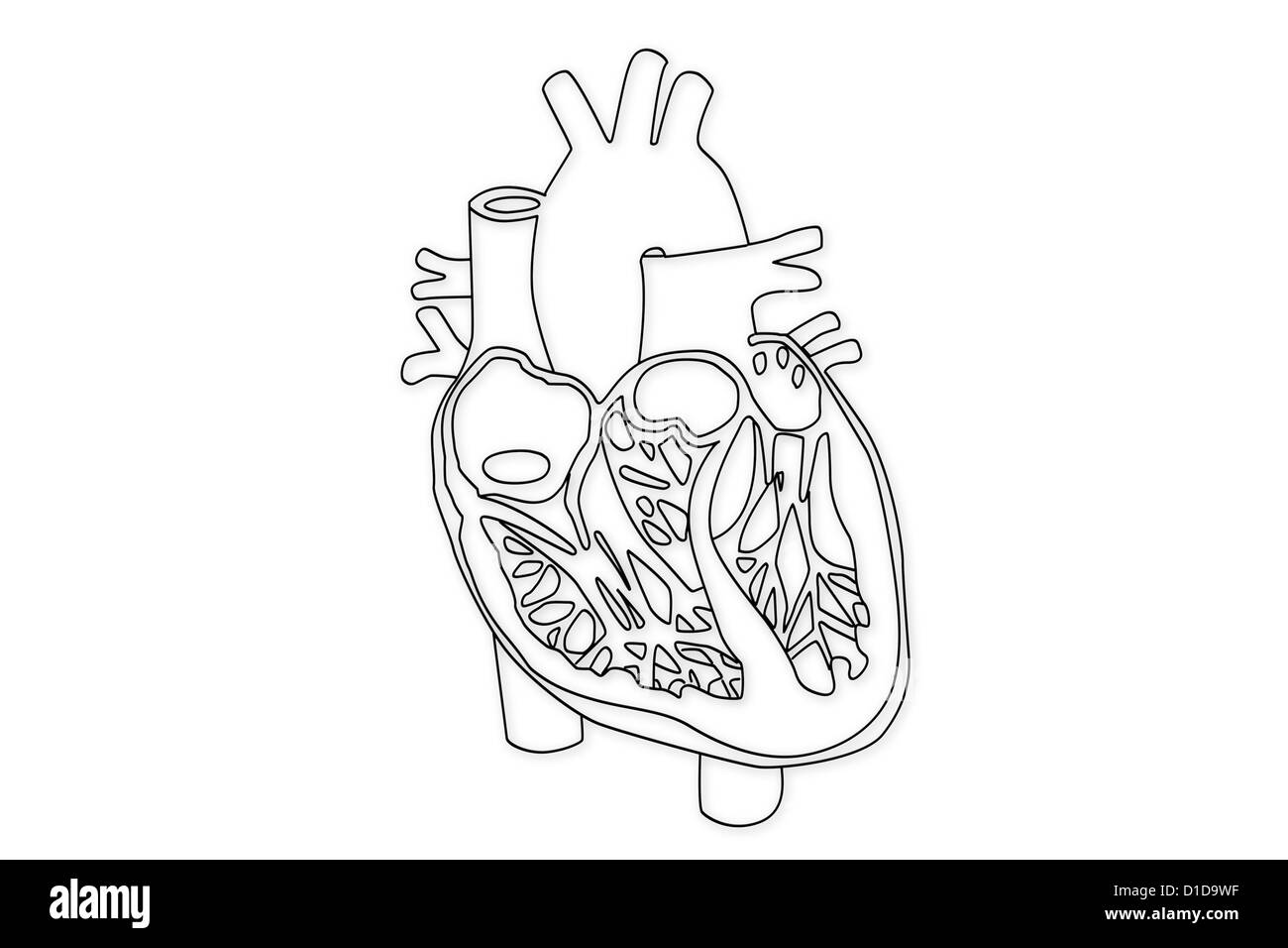 Structure human heart organ Black and White Stock Photos & Images - Alamy