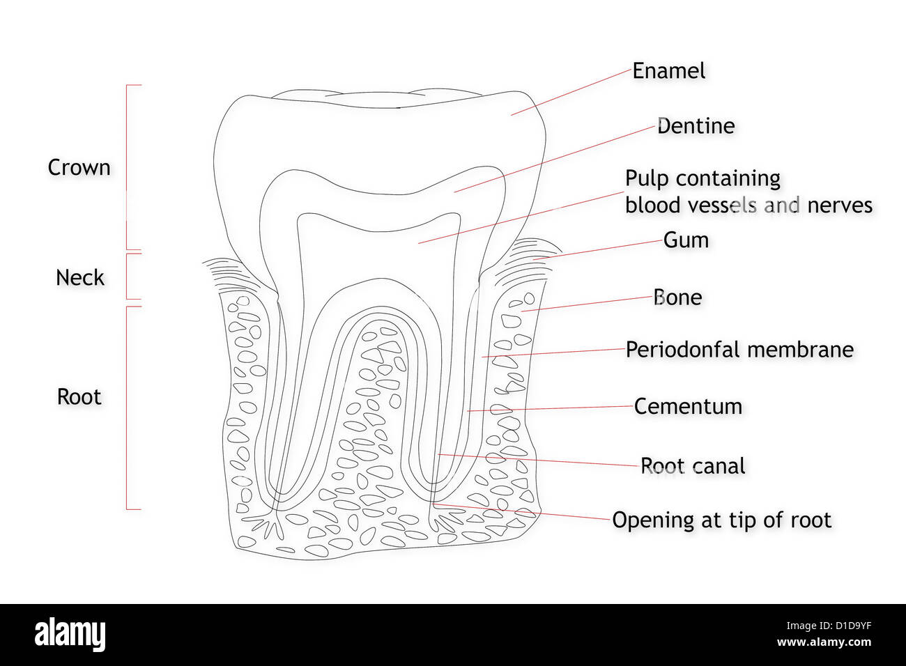 Human Tooth structure Stock Photo - Alamy