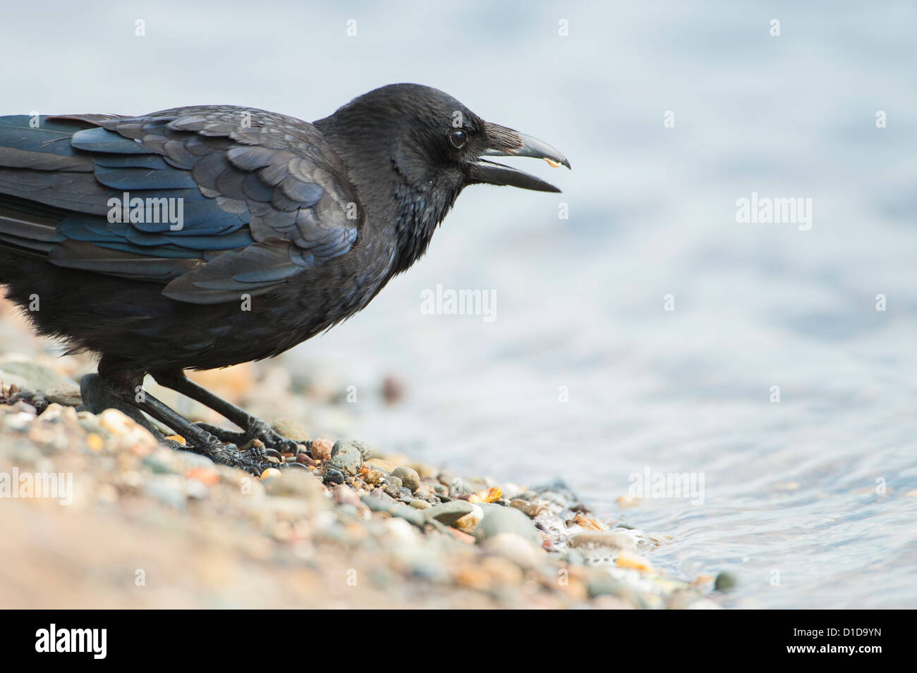 Raven scotland hi-res stock photography and images - Alamy