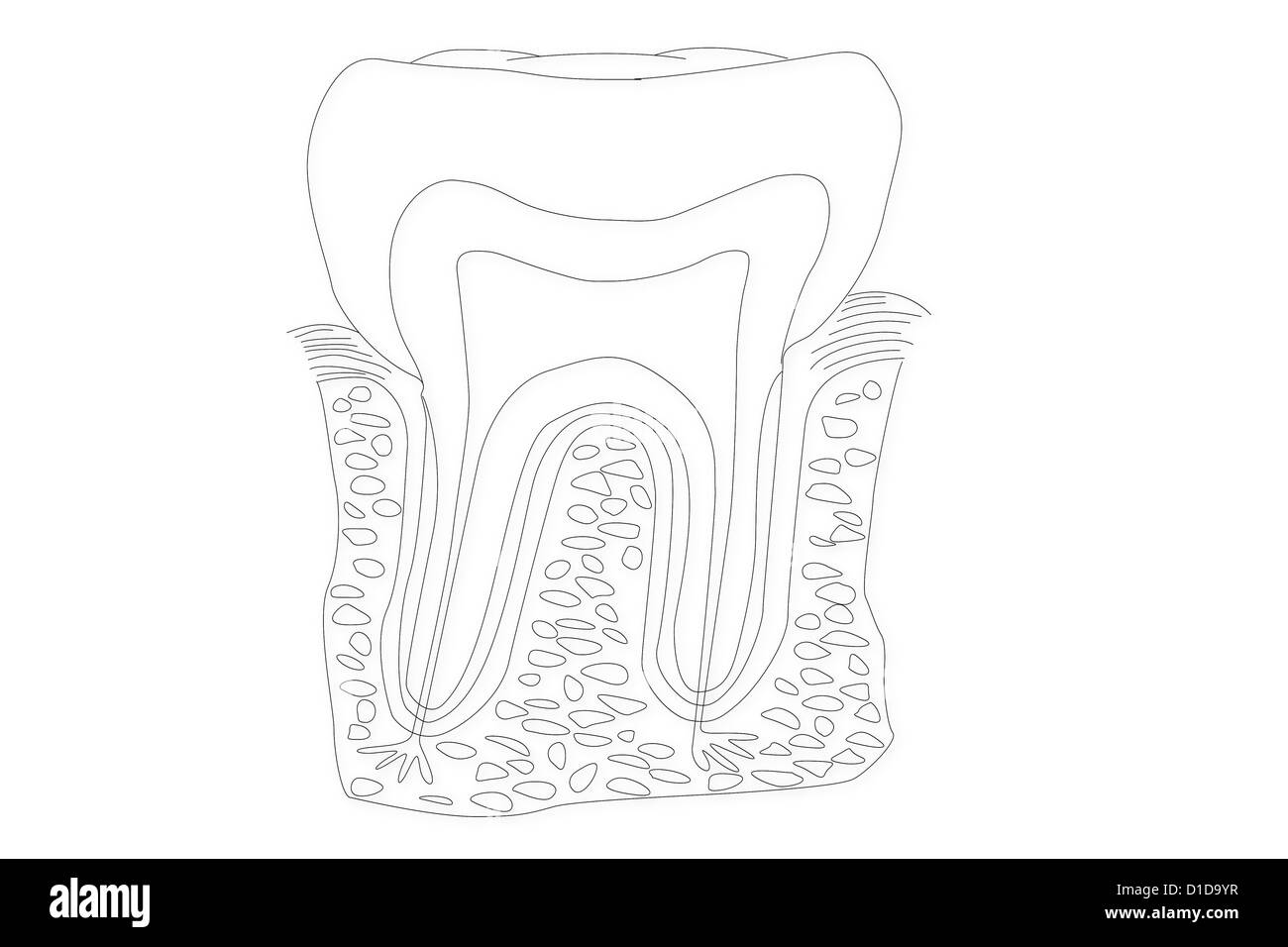 Human Tooth structure Stock Photo - Alamy