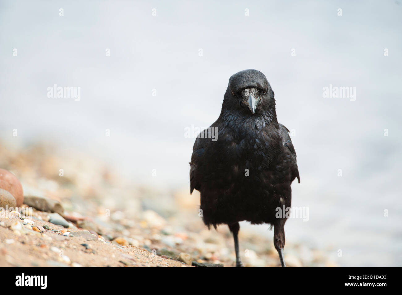 A Crow photographed on Ayr beach, Scotland Stock Photo - Alamy