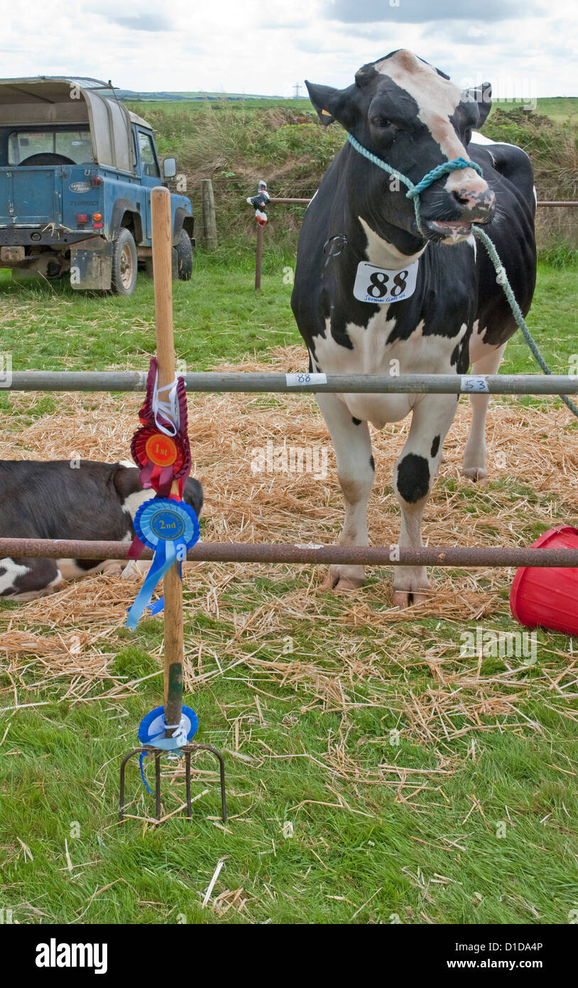 Cow and rosettes hi-res stock photography and images - Alamy