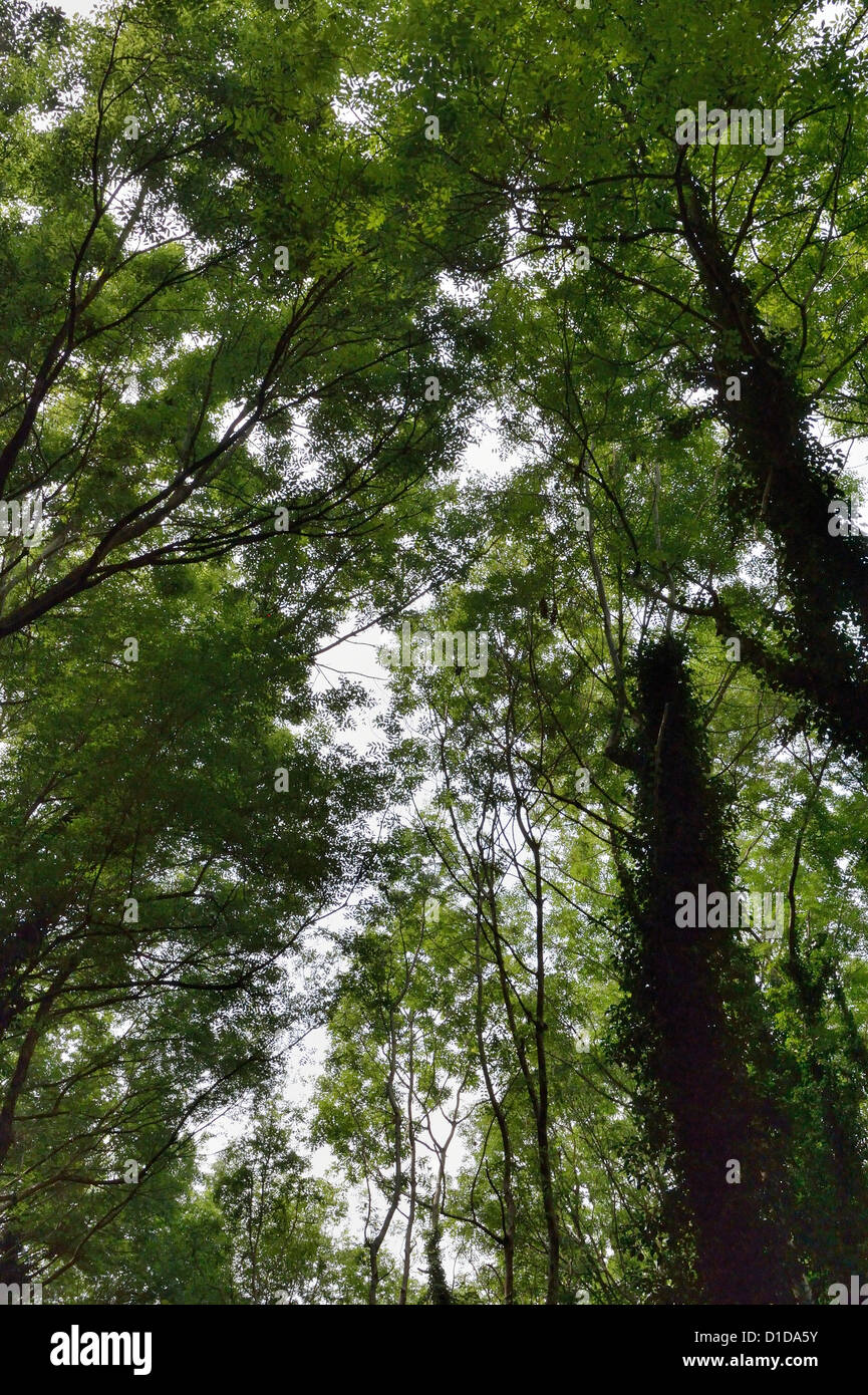 treetops in woods Brown's Folly Nature Reserve owned by the Avon ...