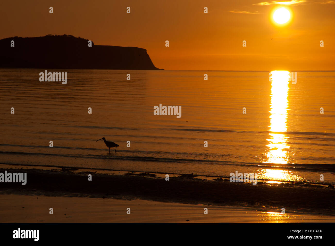 Curlew island hi-res stock photography and images - Alamy