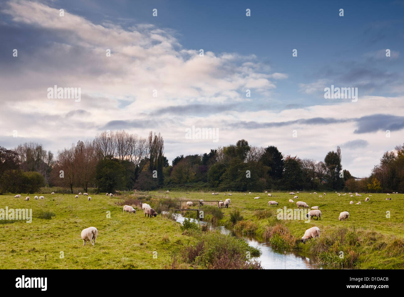 The West Harnham water meadows on the edge of Salisbury Stock Photo - Alamy
