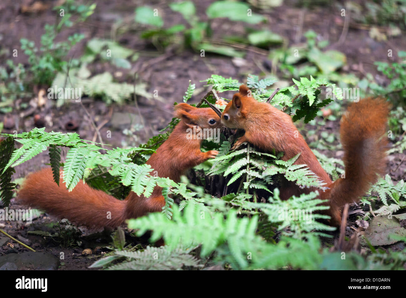Squirrels Paws Stock Photos & Squirrels Paws Stock Images - Alamy