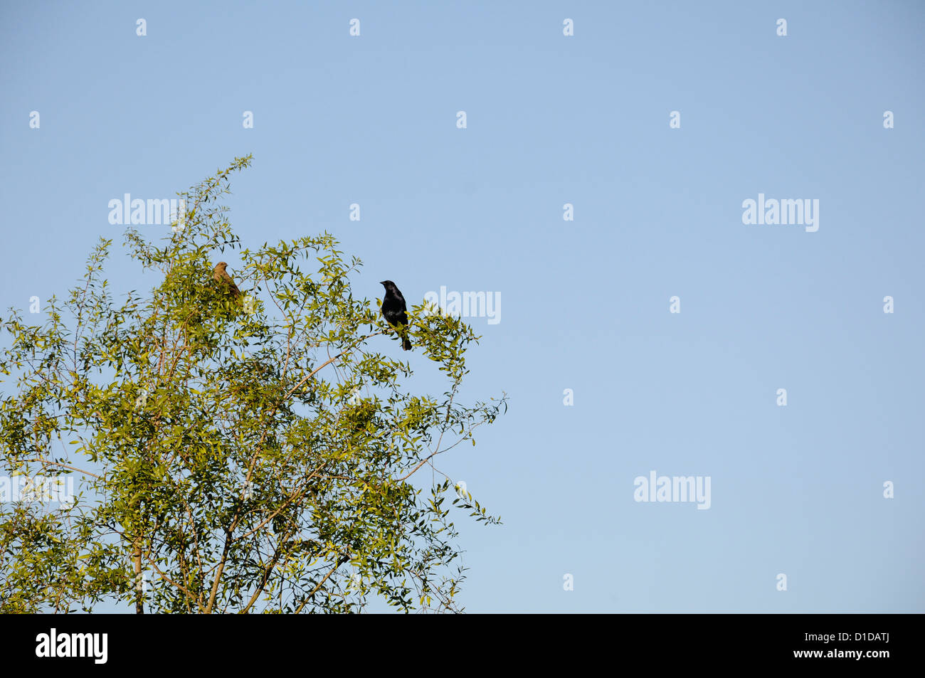 Bird on tree branch Stock Photo - Alamy