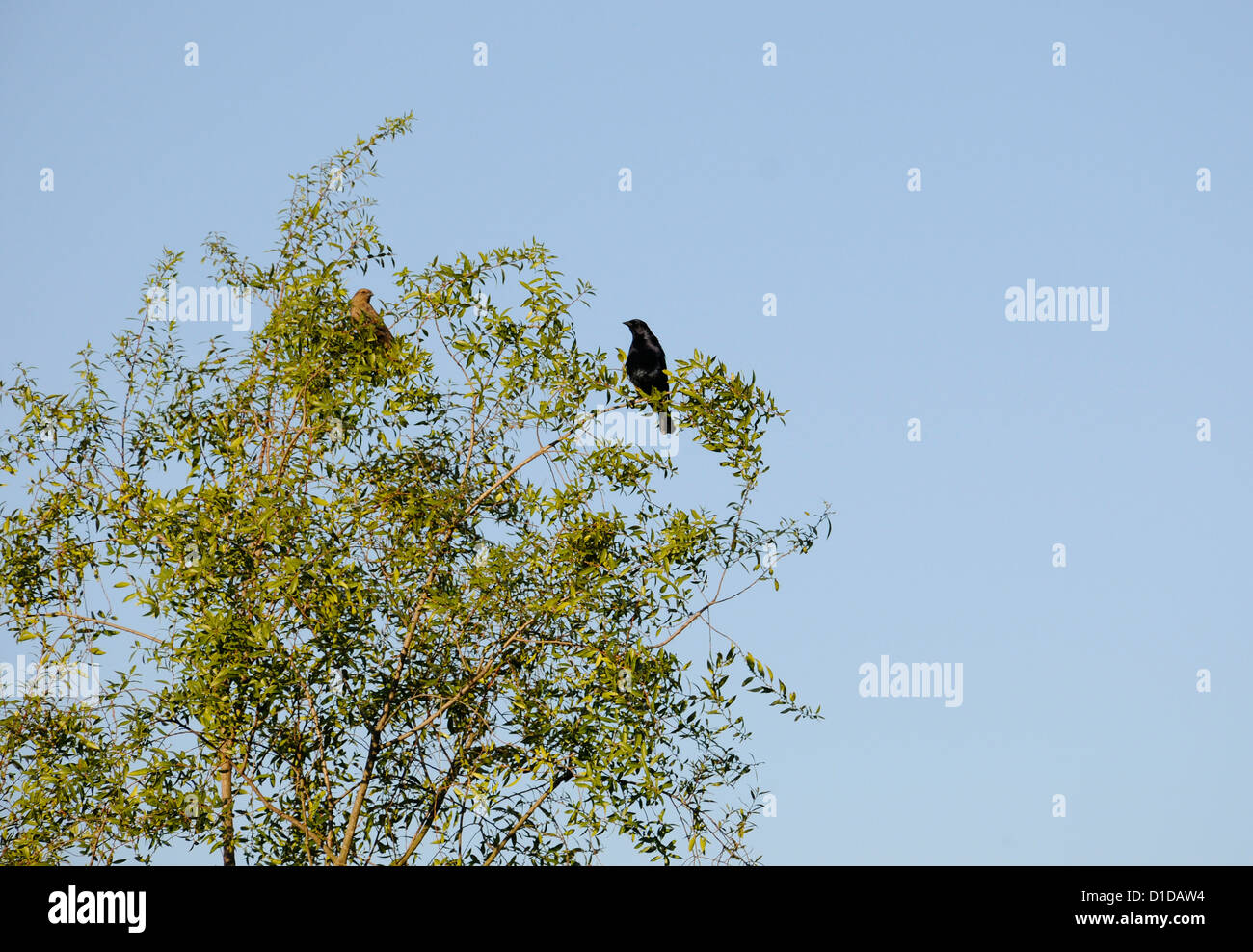 Bird on tree branch Stock Photo - Alamy