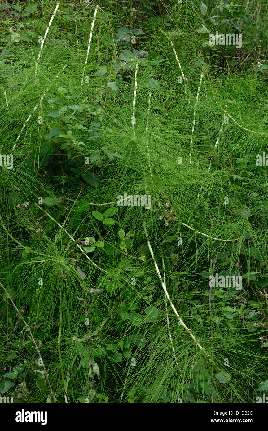 Horsetail or Equisetum in Brown's Folly Nature Reserve Bathford ...