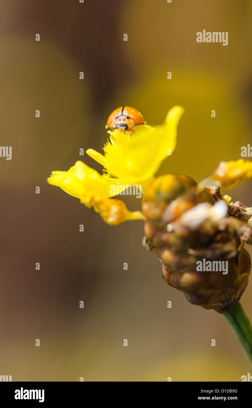 Little ladybug on the yellow flower plant in the nature Stock Photo - Alamy