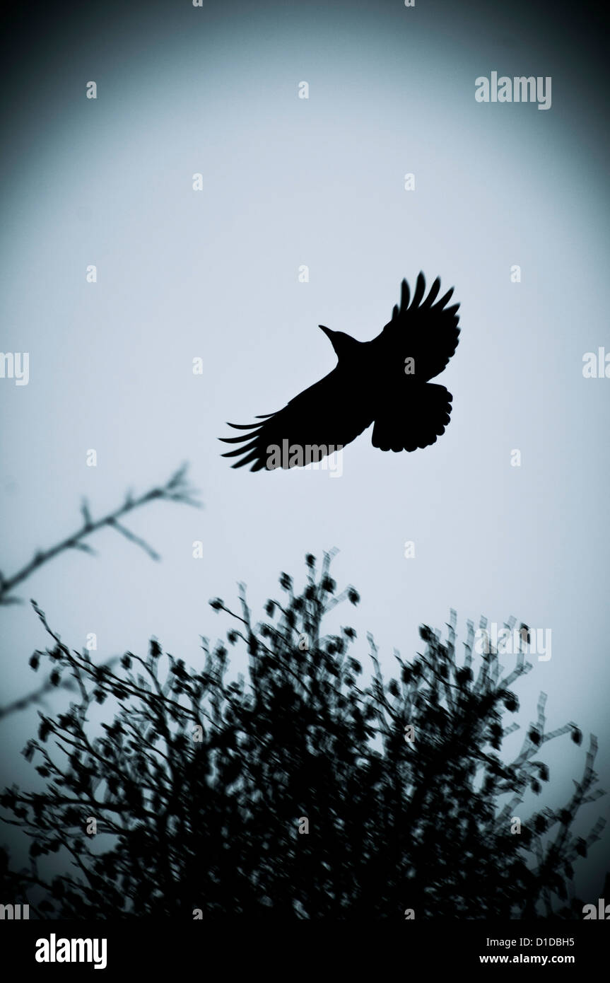 crow flying by a tree Stock Photo - Alamy