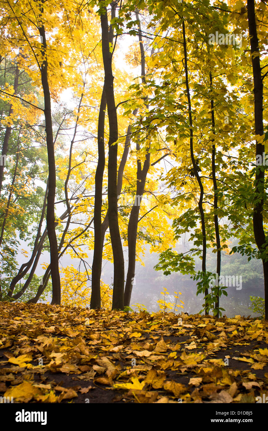 autumn scene with trees and leaves fallen on the ground Stock Photo - Alamy