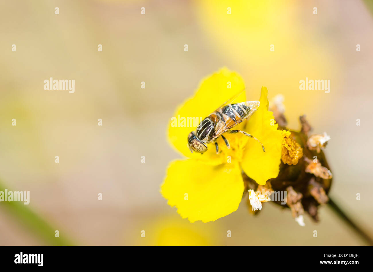 Flower files in the nature or in the garden Stock Photo - Alamy
