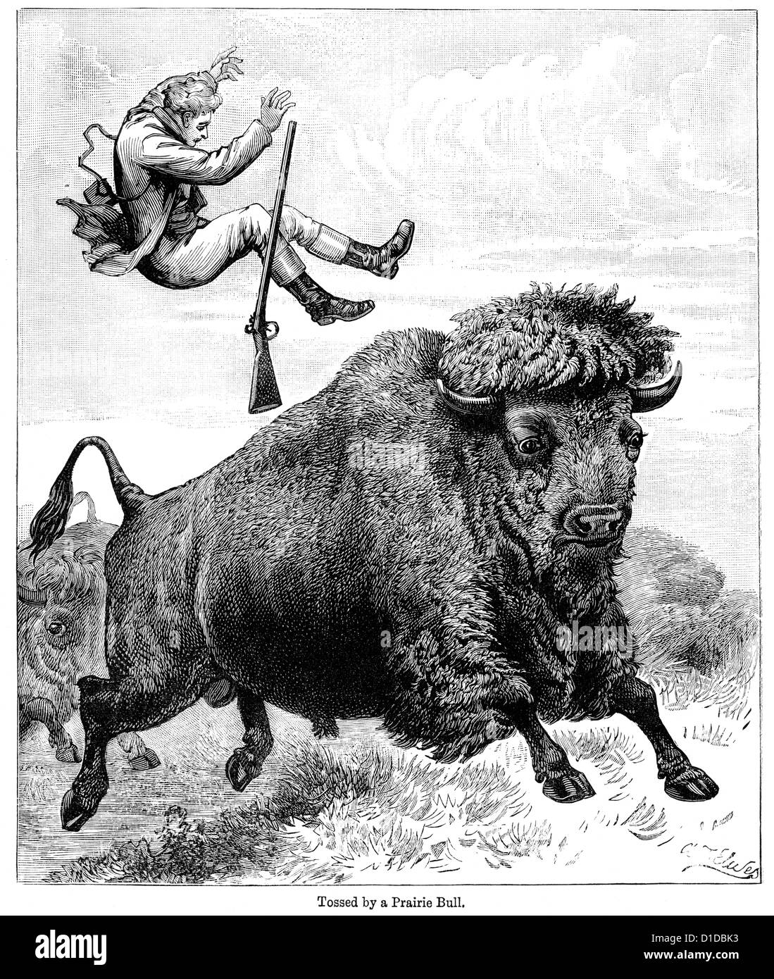 Charging Bison Stock Photos & Charging Bison Stock Images - Alamy