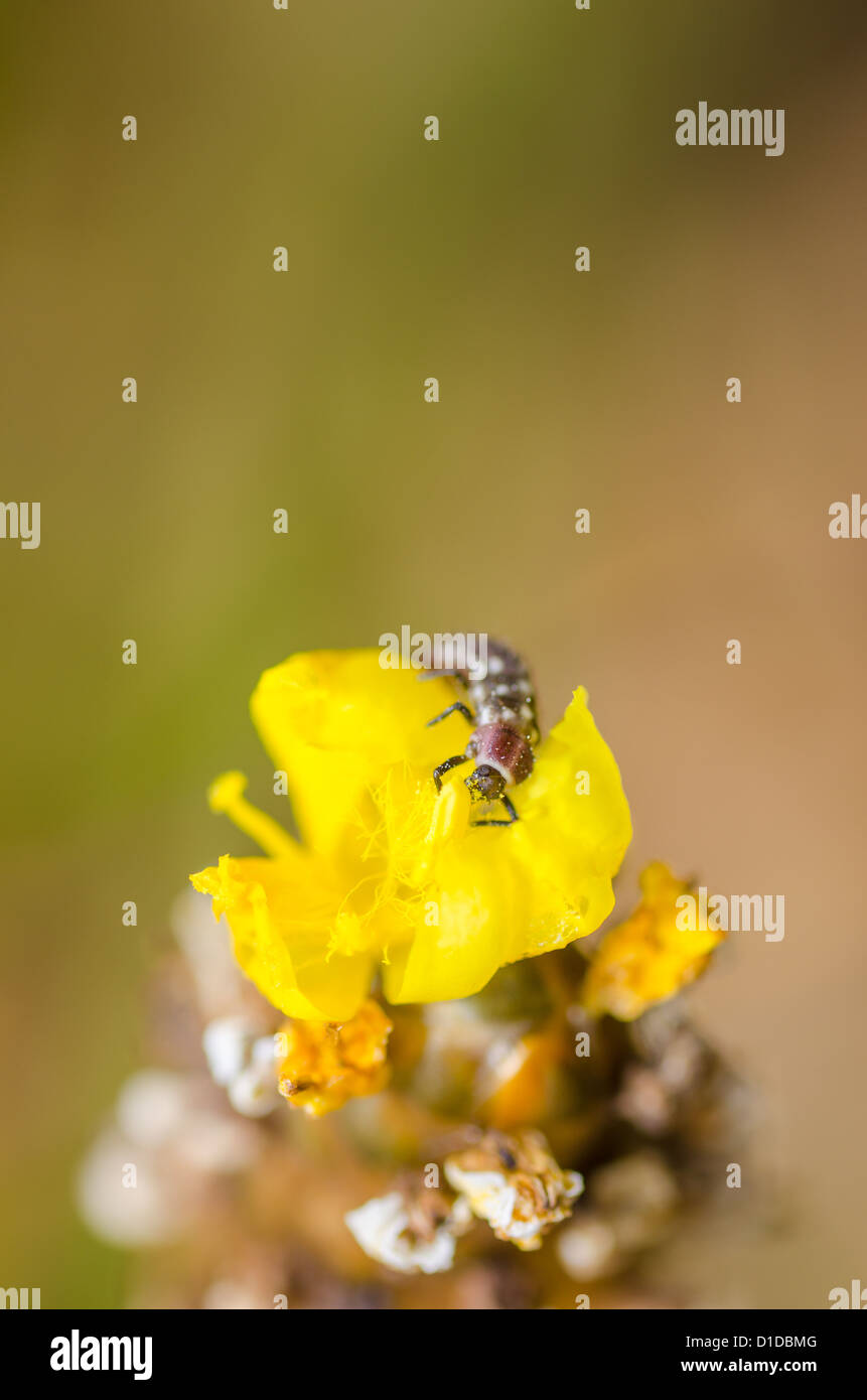 Ladybug larva on the yellow flower in the nature Stock Photo - Alamy
