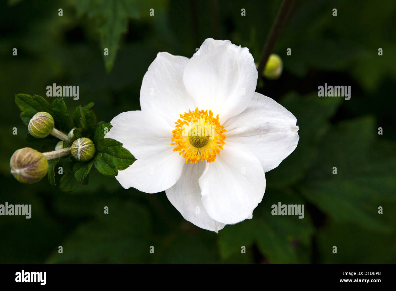 Anemone x Hydrida or Japanese anemone Stock Photo - Alamy