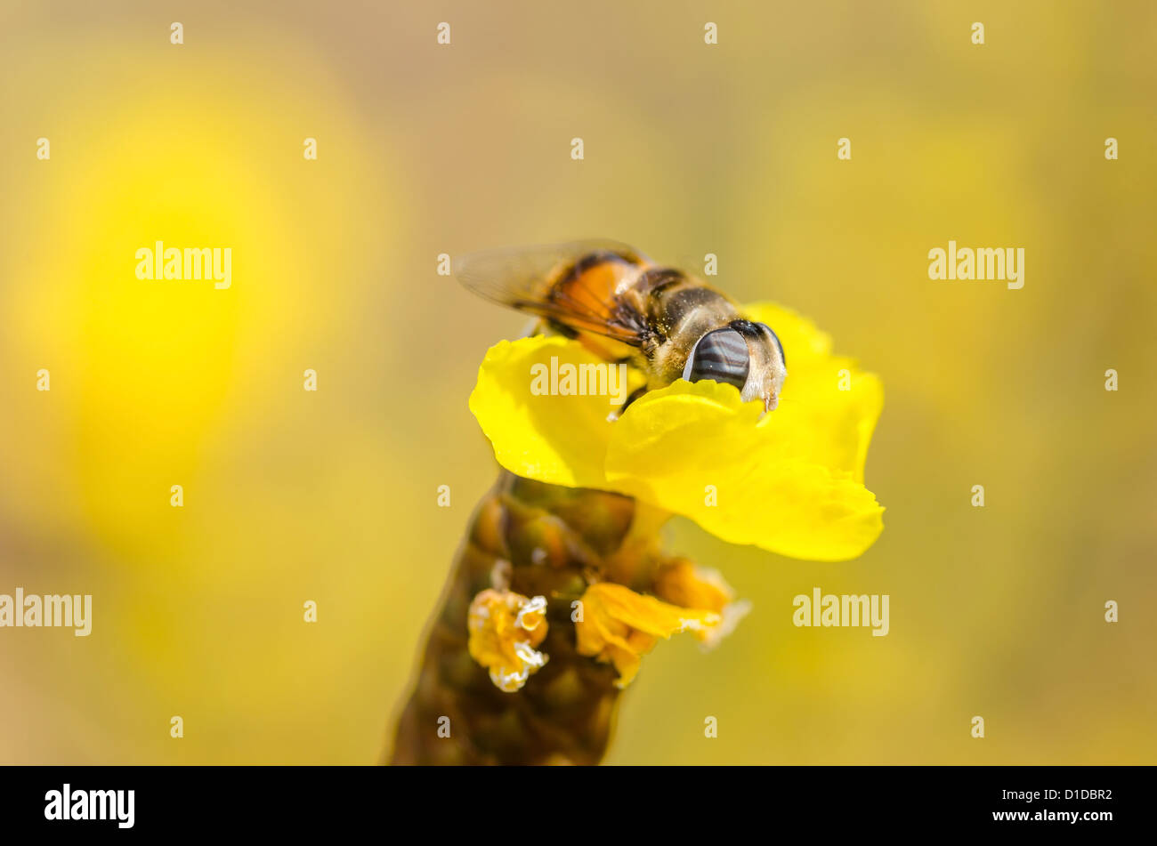 Flower files in the nature or in the garden Stock Photo - Alamy